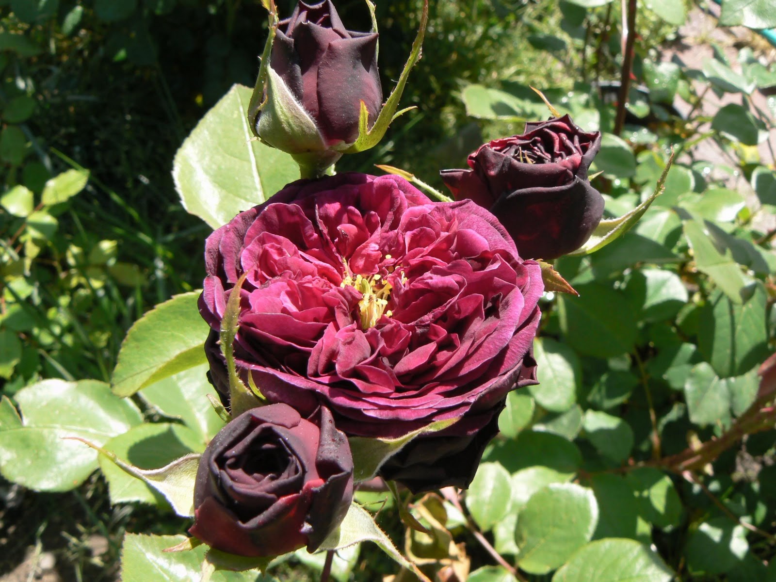 Aranjamente cu trandafiri, Retete, Gradina romantica - Poze trandafiri ...