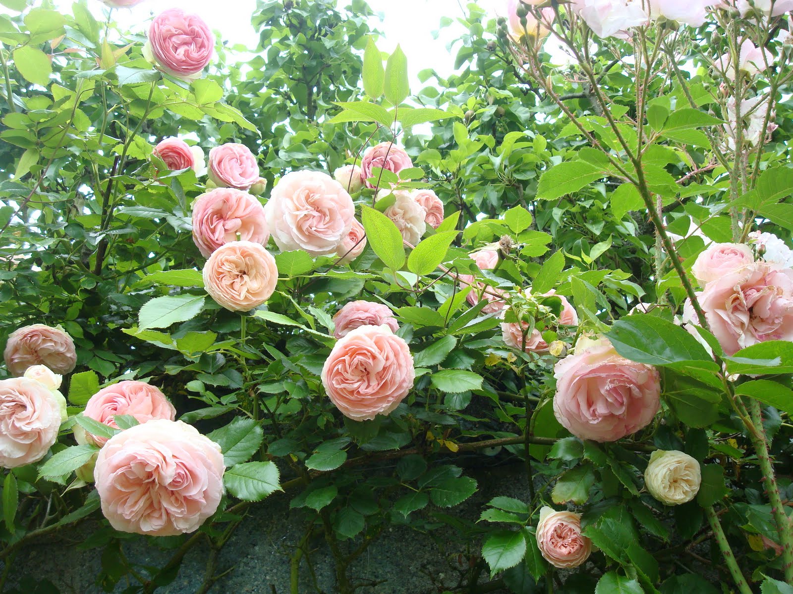 Trandafiri sfaturi - Poze trandafiri - Trandafiri de gradina - Flori de ...