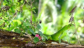 MES MISSIONS ET SEJOURS EN GUYANE: FAUNE DE LA GUYANE