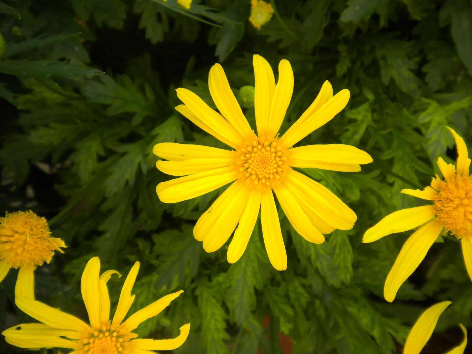 mahesephotos: Malmequer amarelo do jardim