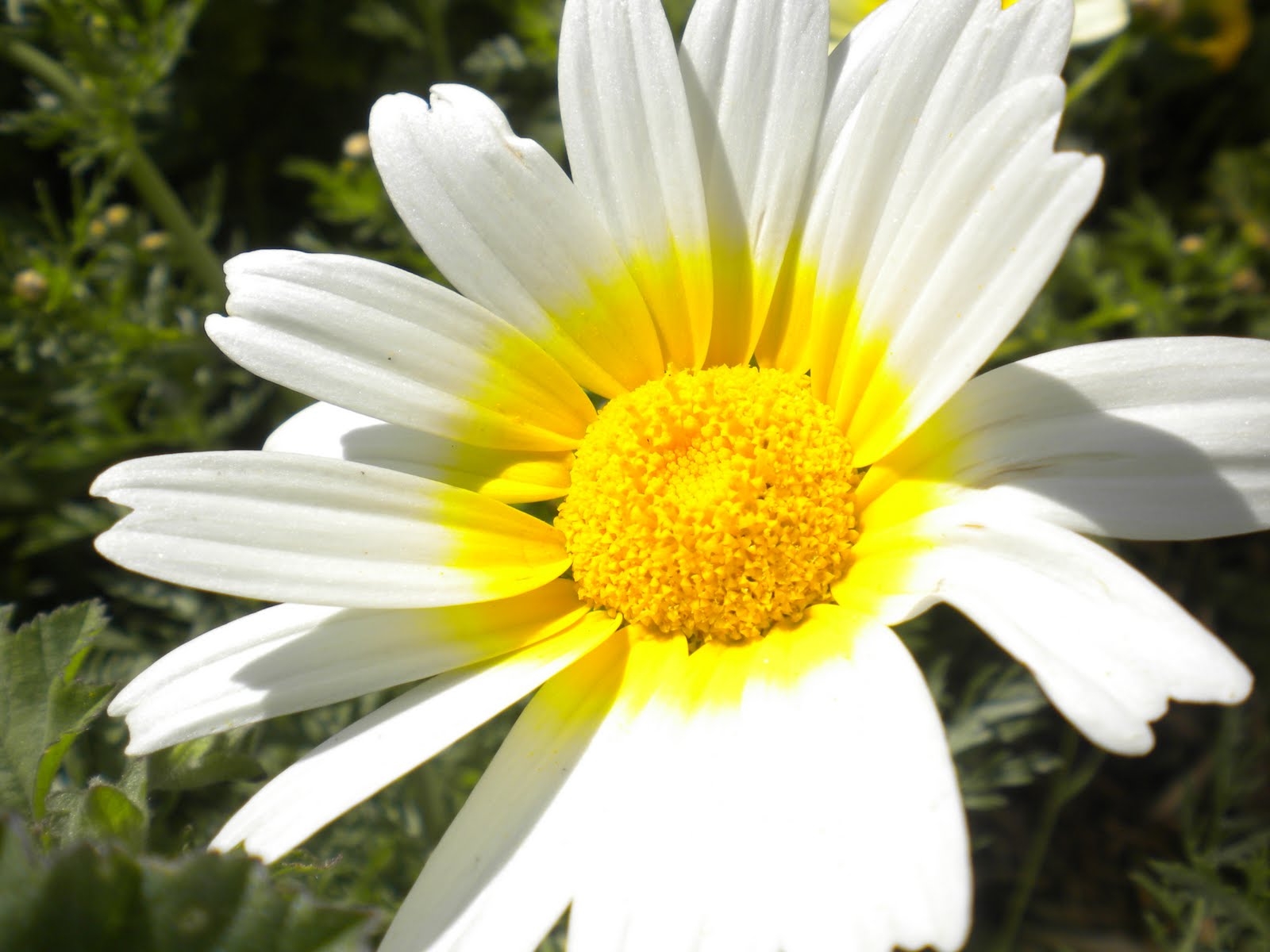 mahesephotos: Malmequer branco do campo