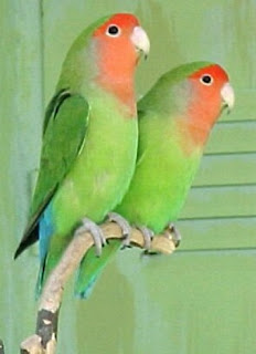 animales exoticos: Periquitos Inseparables