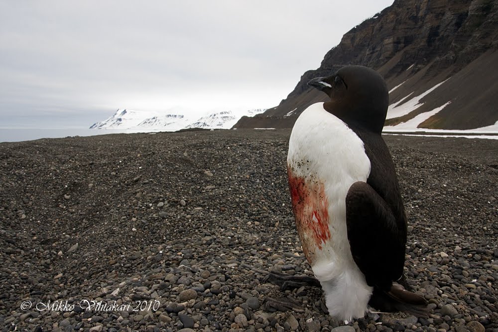 Exploring the World Around: No Health-Care for a Beaten Bird