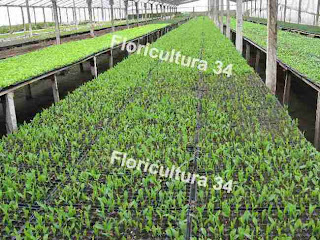 Floricultura 34: Mar del Plata y la Actividad Hortícola