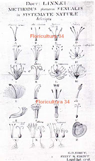 Floricultura 34: Los pasos de Linneo