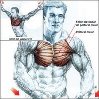 TREINANDO PESADO: EXERCÍCIOS - Peitoral