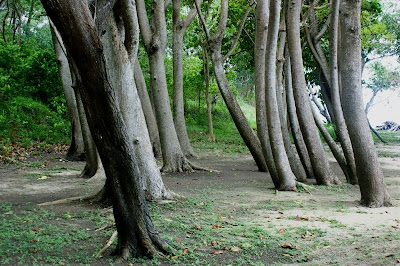 LAISI: Pulau Papan, Wilayah Persekutuan Labuan.