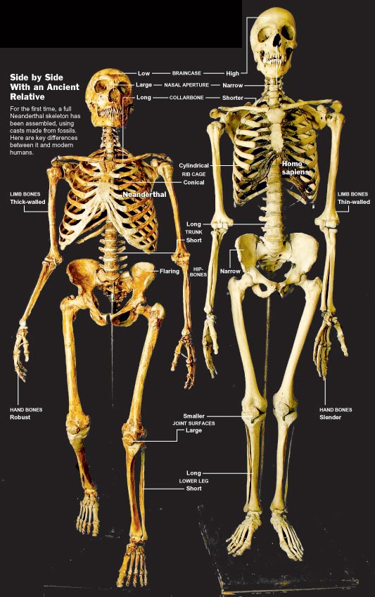 What it means to be a human: Homo Neanderthalensis