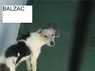 Adopta un ser especial*Buk*: Perros en perrera de Mérida 2º parte