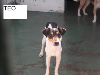 Adopta un ser especial*Buk*: Perros en perrera de Mérida 2º parte