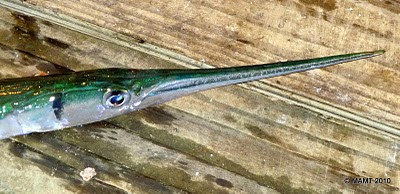 IN THE WIND Adventures of... Mary Ann and William: January 2011