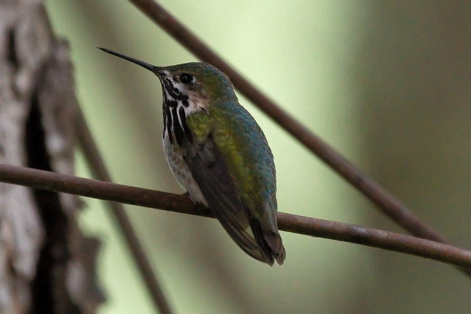 Dragons Fly Tri-Cities Washington photoblog: Dixie Washington: Hummingbirds