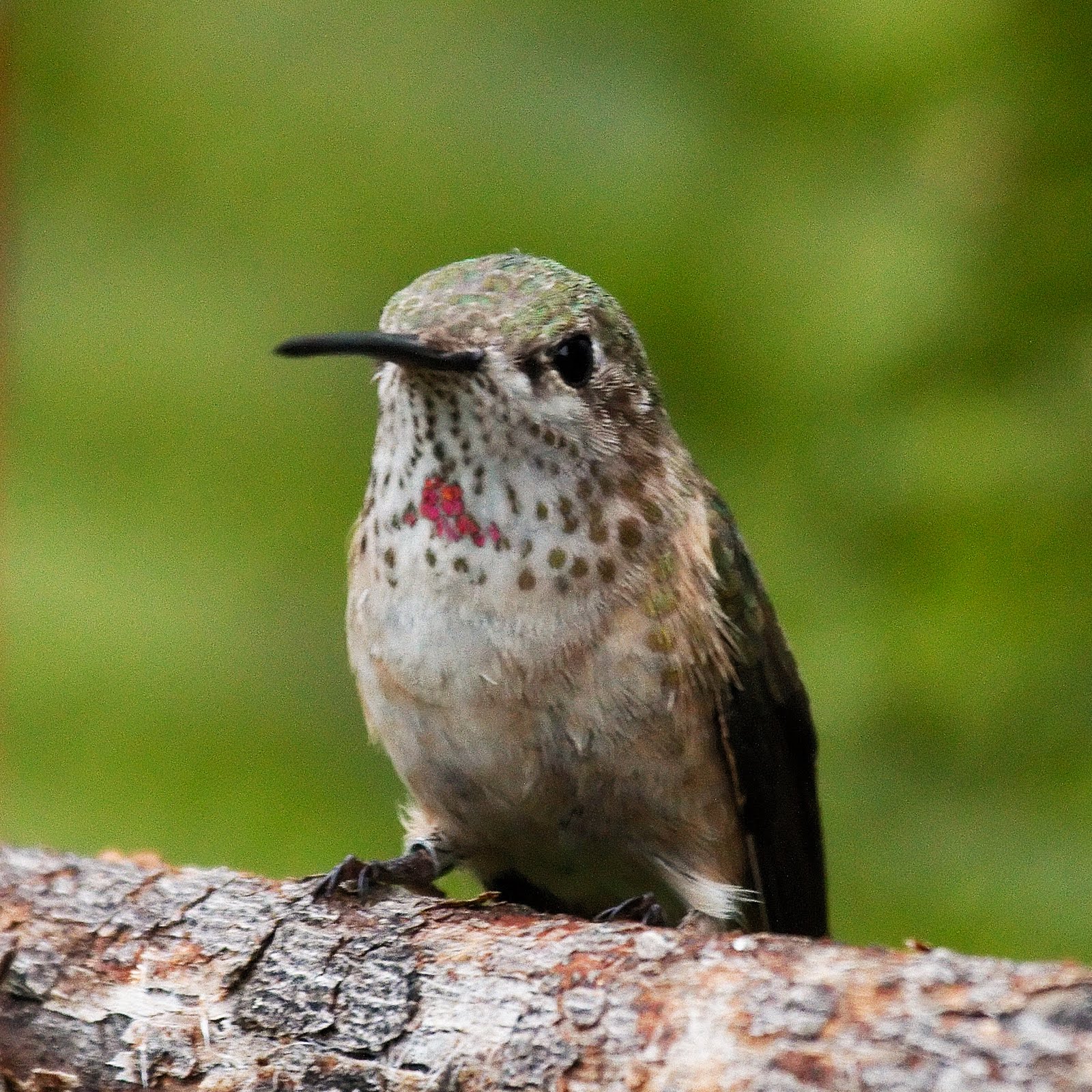 Dragons Fly Tri-Cities Washington photoblog: Dixie Washington: Hummingbirds