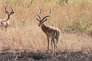 A few clowns short of a circus: Animal Kingdom Lodge