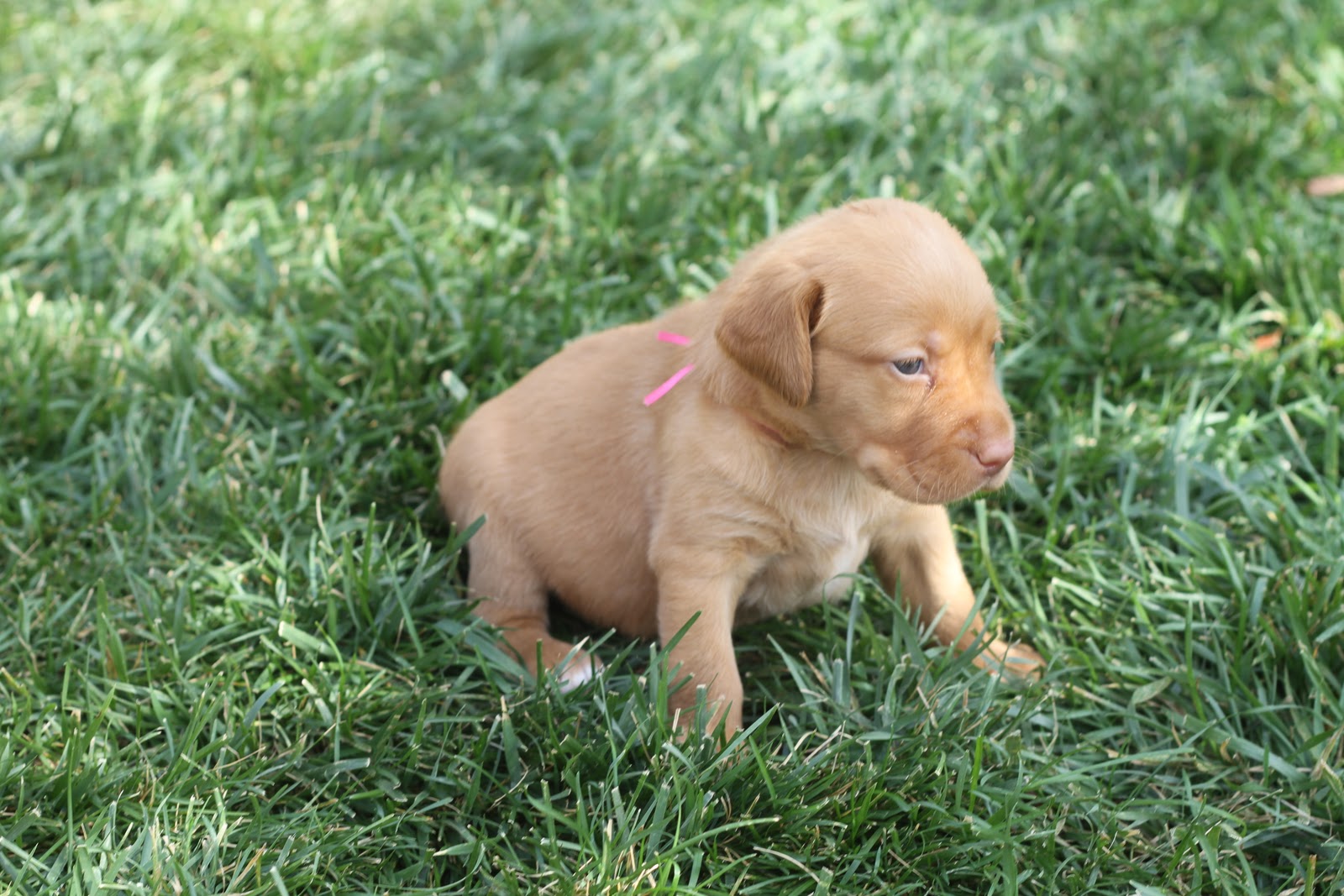 The Shupeville Zoo: Four week old pictures