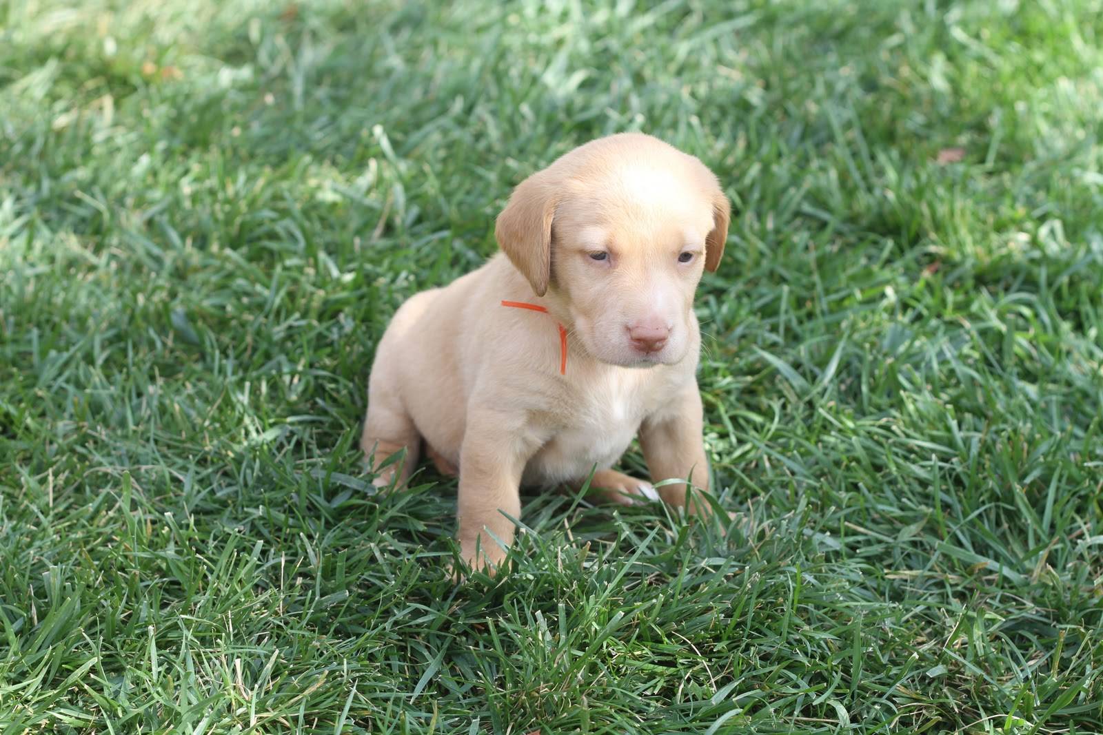 The Shupeville Zoo: Four week old pictures