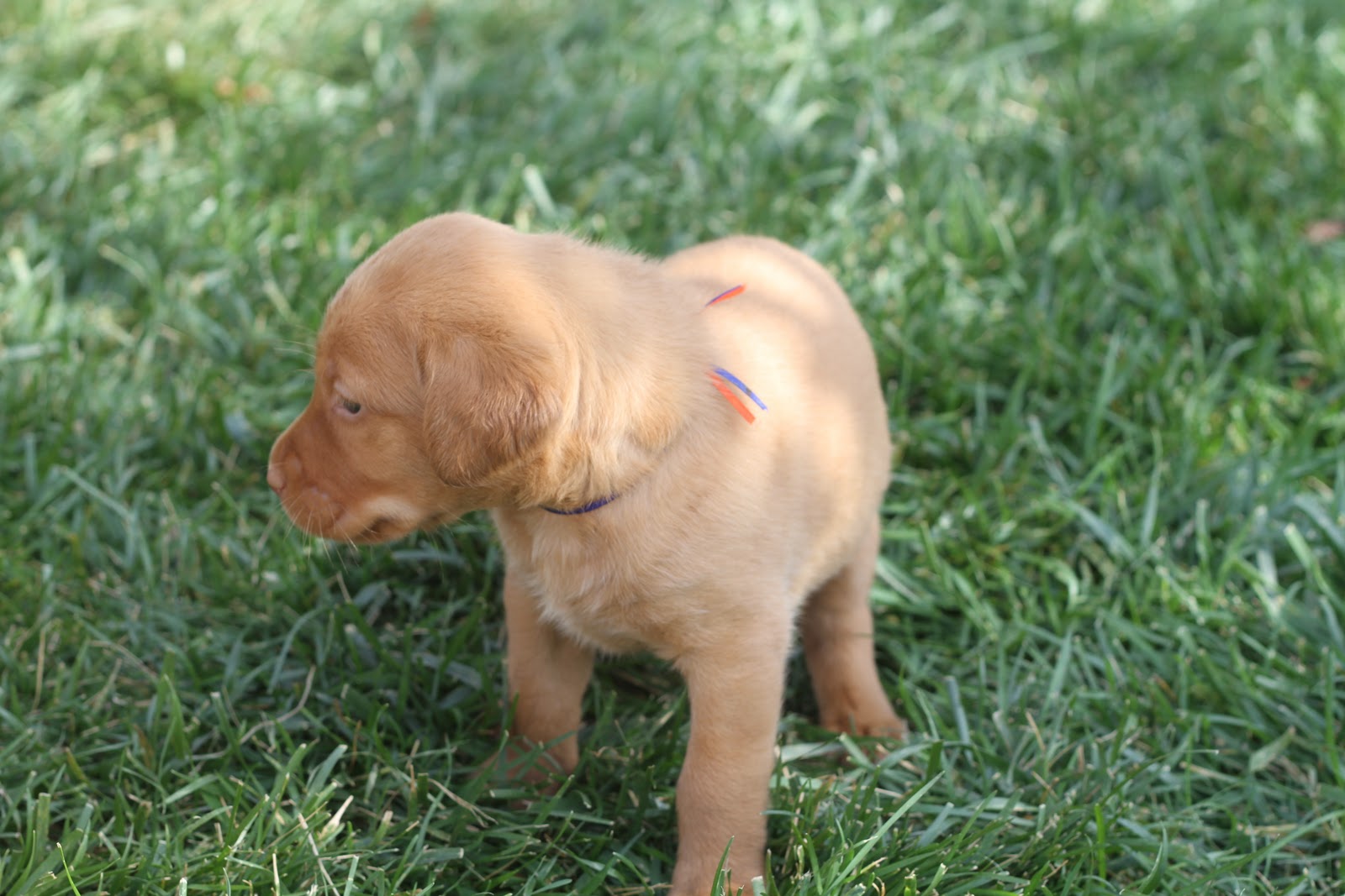 The Shupeville Zoo: Four week old pictures