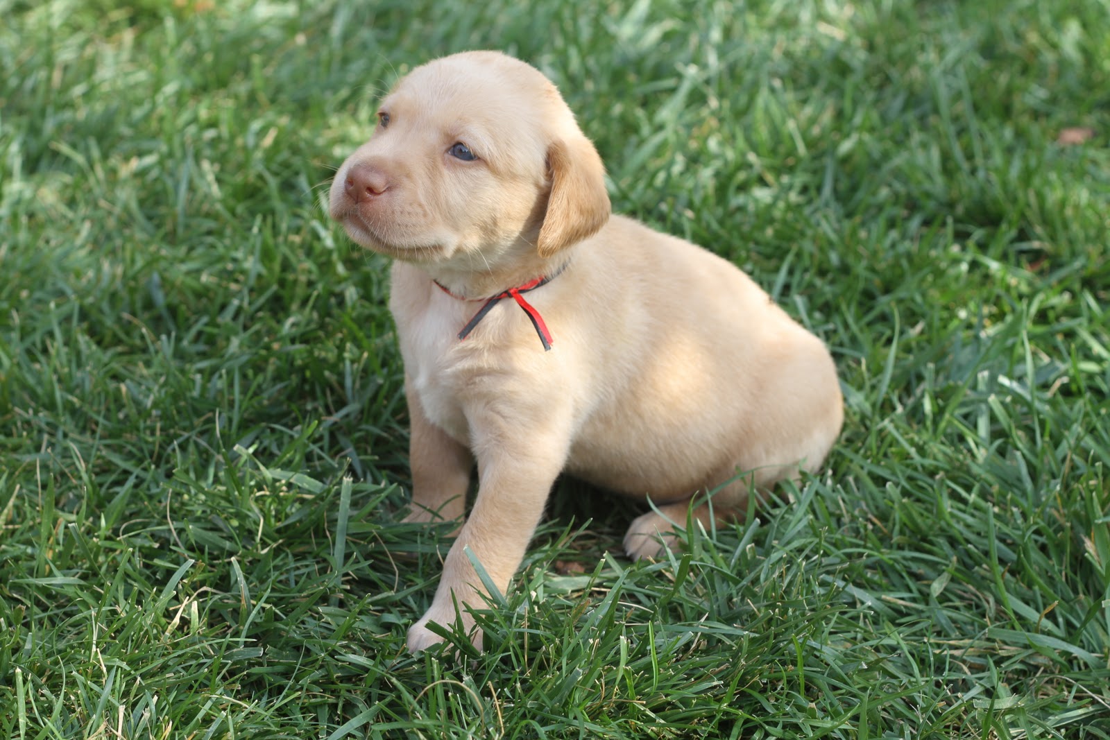The Shupeville Zoo: Four week old pictures