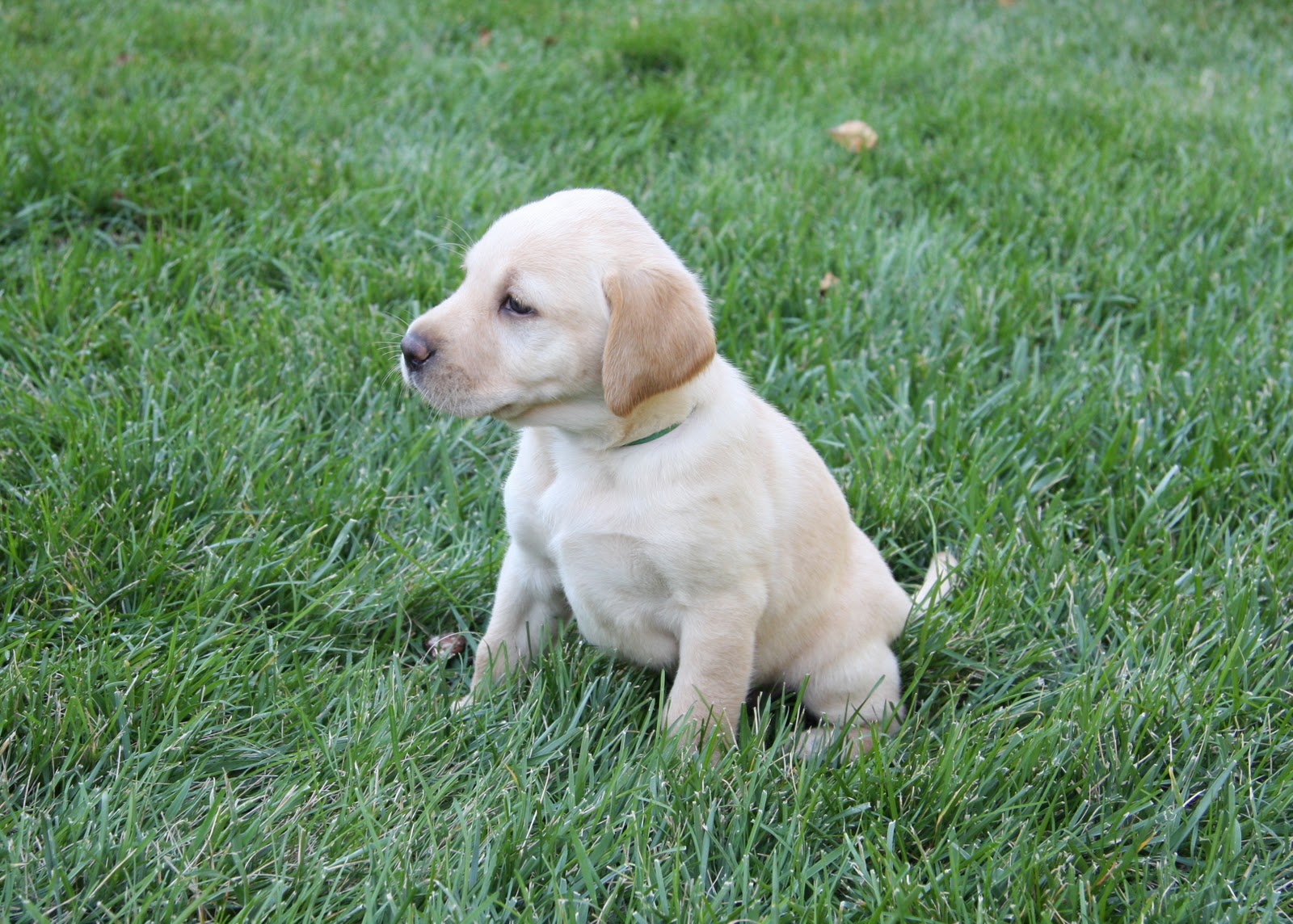 The Shupeville Zoo: Five Weeks and Feisty