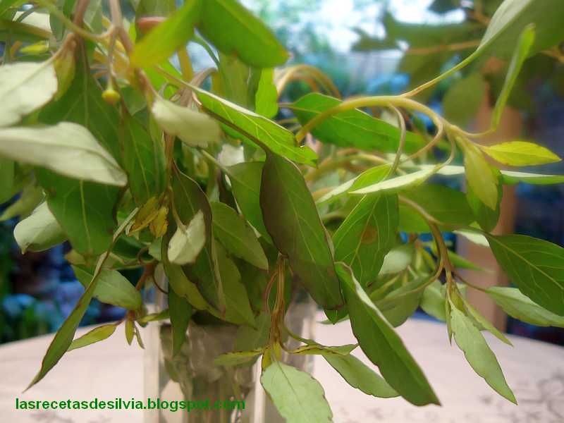 Las recetas de Silvia: Hierbas aromáticas, la Quilquiña o Pápalo