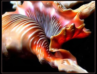 Events and Gossips: Collection of very strange shells