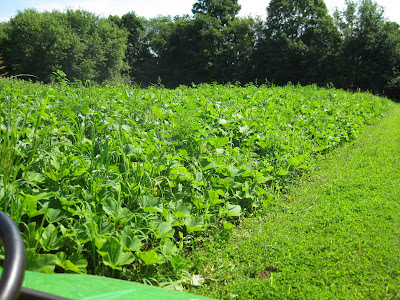 My Farm at Waltham: Waltham Butternut Squash