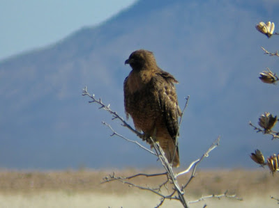 CA/AZ: Red-tailed Hawks of Arizona