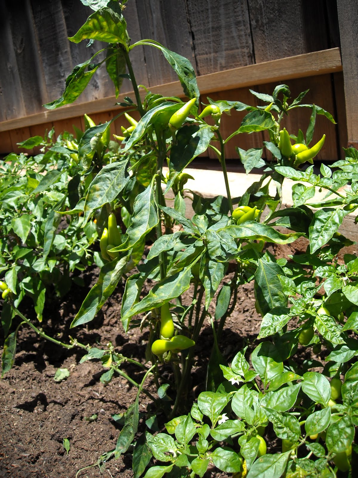 In the Pacific we have Peppers