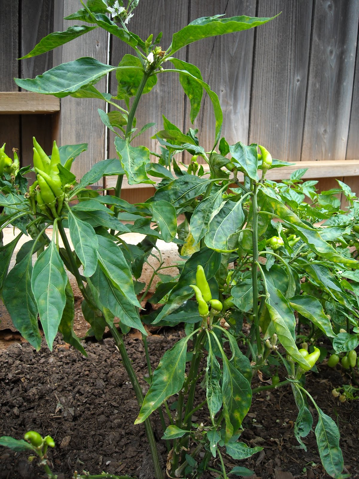 In the Pacific we have Peppers