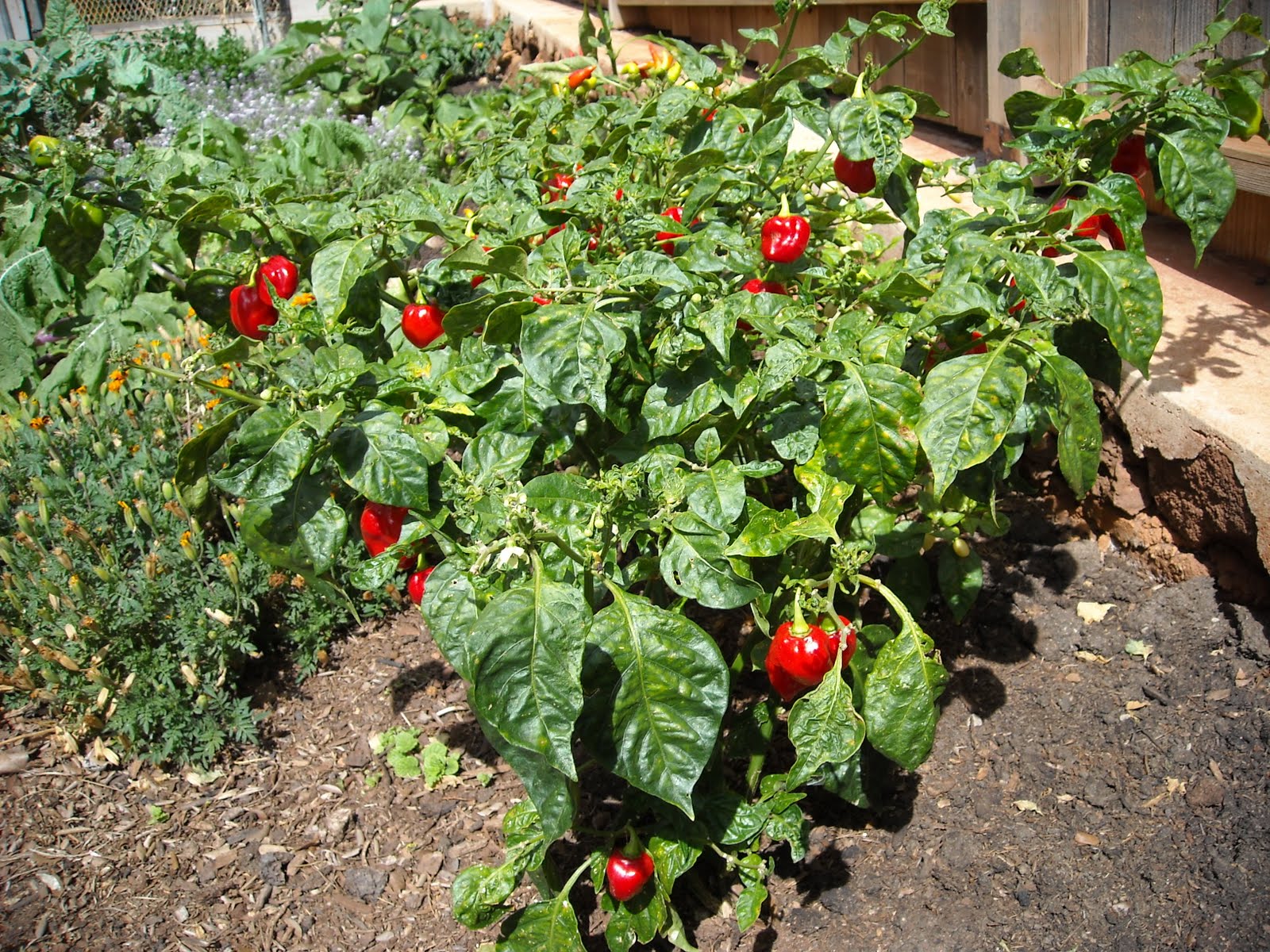 In the Pacific we have Peppers: Caribbean Red Pepper 2010