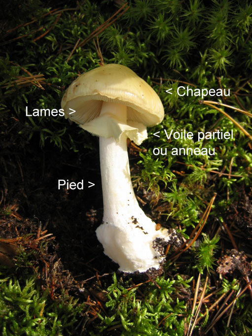 Le Mycoblogue du Québec: CE QU'IL FAUT SAVOIR SUR LES PARTIES DU CHAMPIGNON