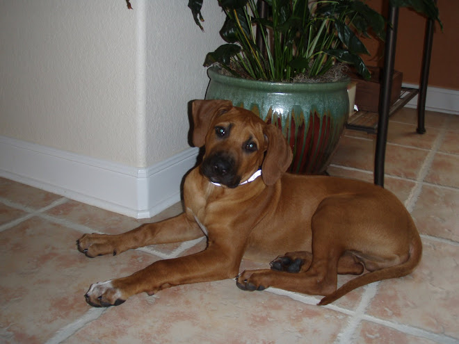 Adventures of Jaden the Rhodesian Ridgeback: Jaden's webbed feet work