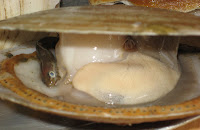 The Delicious Truth: A Scallop In Its Shell - It's Alive!