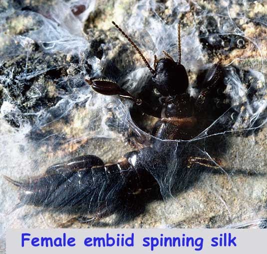 Catalogue of Organisms: A Seclusion of Embioptera