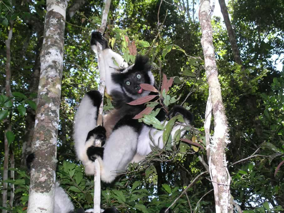 Catalogue of Organisms: There He Goes! (Taxon of the Week: Indriidae)