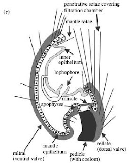Catalogue of Organisms: Back to the Scleritome - Tommotiids Revealed!