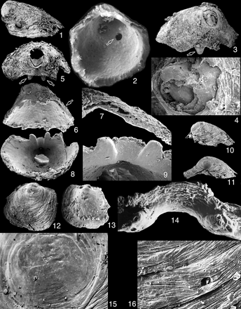 Catalogue of Organisms: Back to the Scleritome - Tommotiids Revealed!