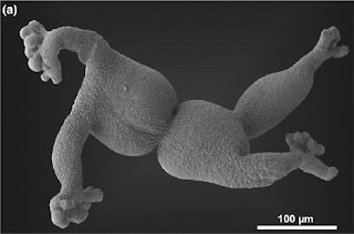 Catalogue of Organisms: Of Gregarines