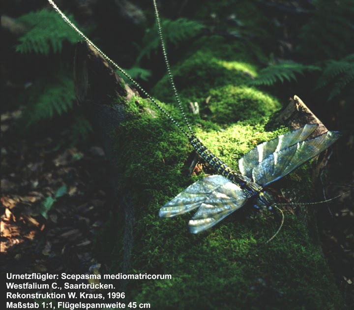 Catalogue of Organisms: Big Suckers