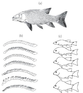 Catalogue of Organisms: Who Left All this Fish Lying Around (Taxon of ...