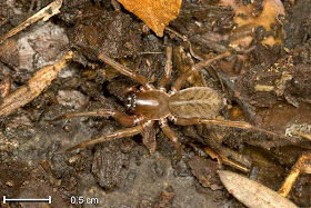 Catalogue of Organisms: Taxon of the Week: Amphinectidae