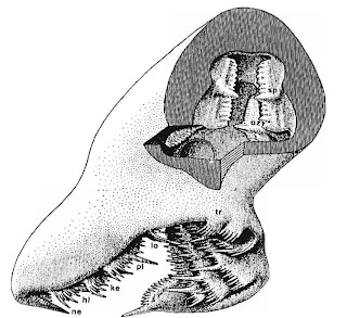 Catalogue of Organisms: Time For Teeth (Taxon of the Week: Polygnathus)