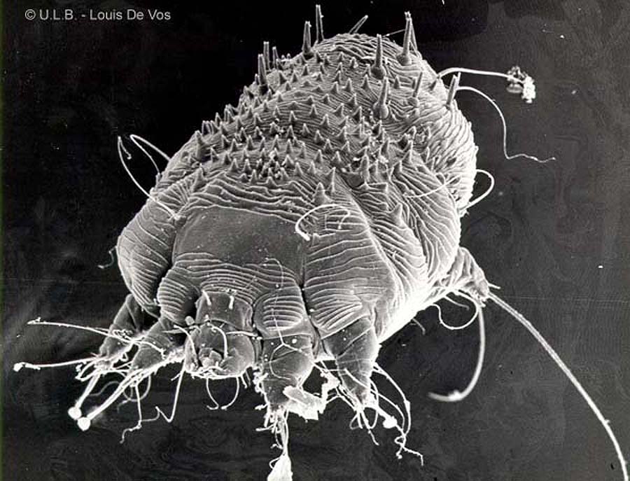 Astigmatina – Variety of Life