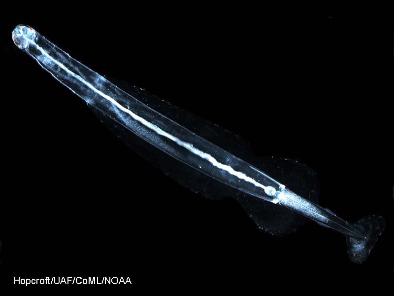 Variety of Life: Chaetognatha