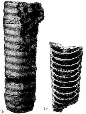 Variety of Life: Protocycloceras