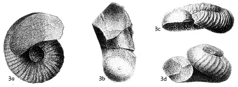 Variety of Life: Nephriticeratidae