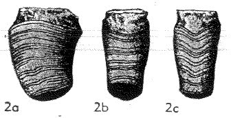 Variety of Life: Cyrtorizoceras