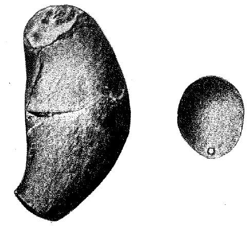 Variety of Life: Oncoceras