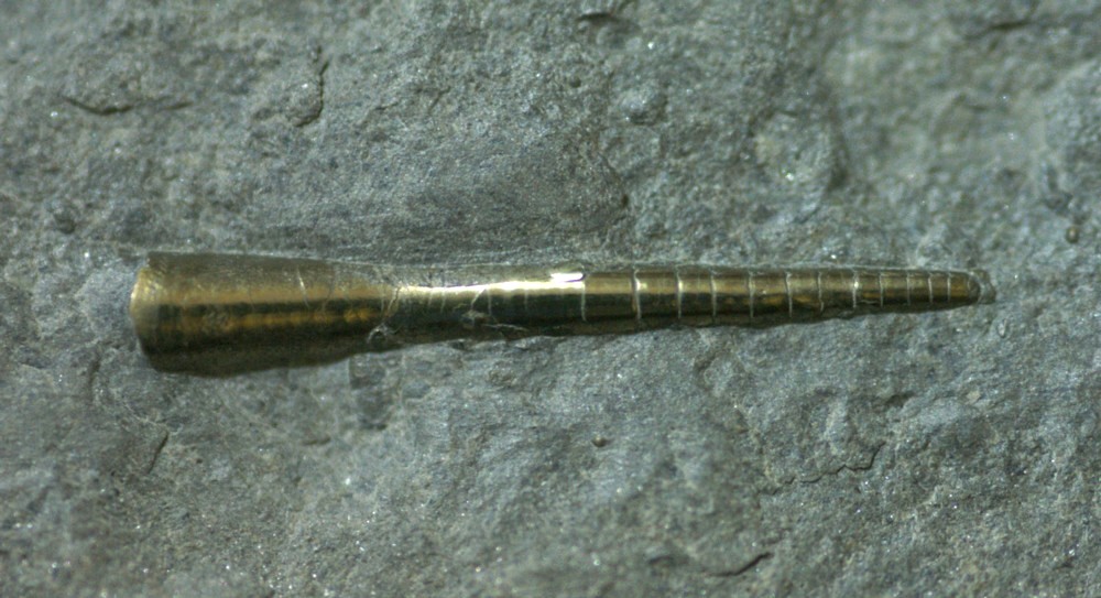 Bactritida - Alchetron, The Free Social Encyclopedia