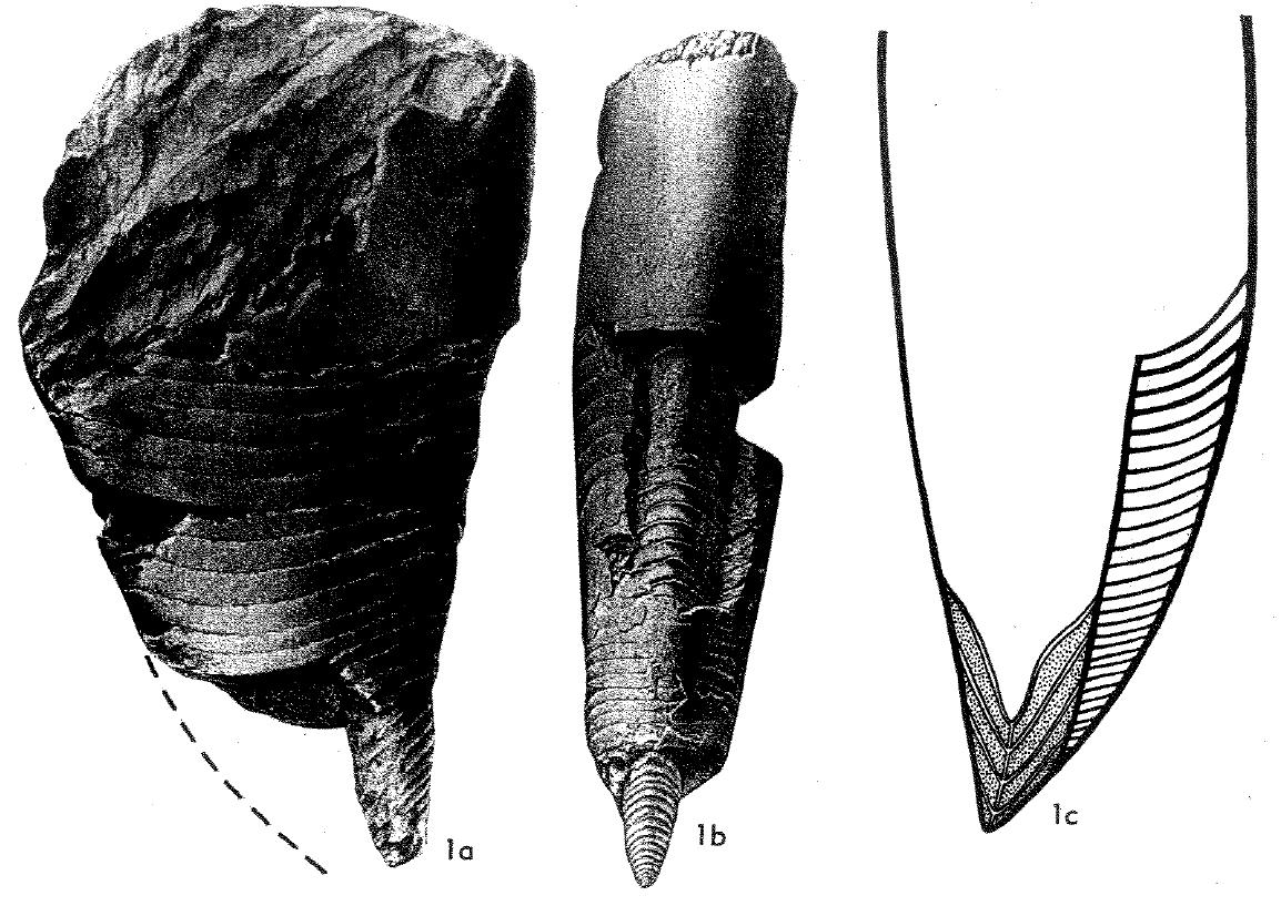 Variety of Life: Piloceratidae